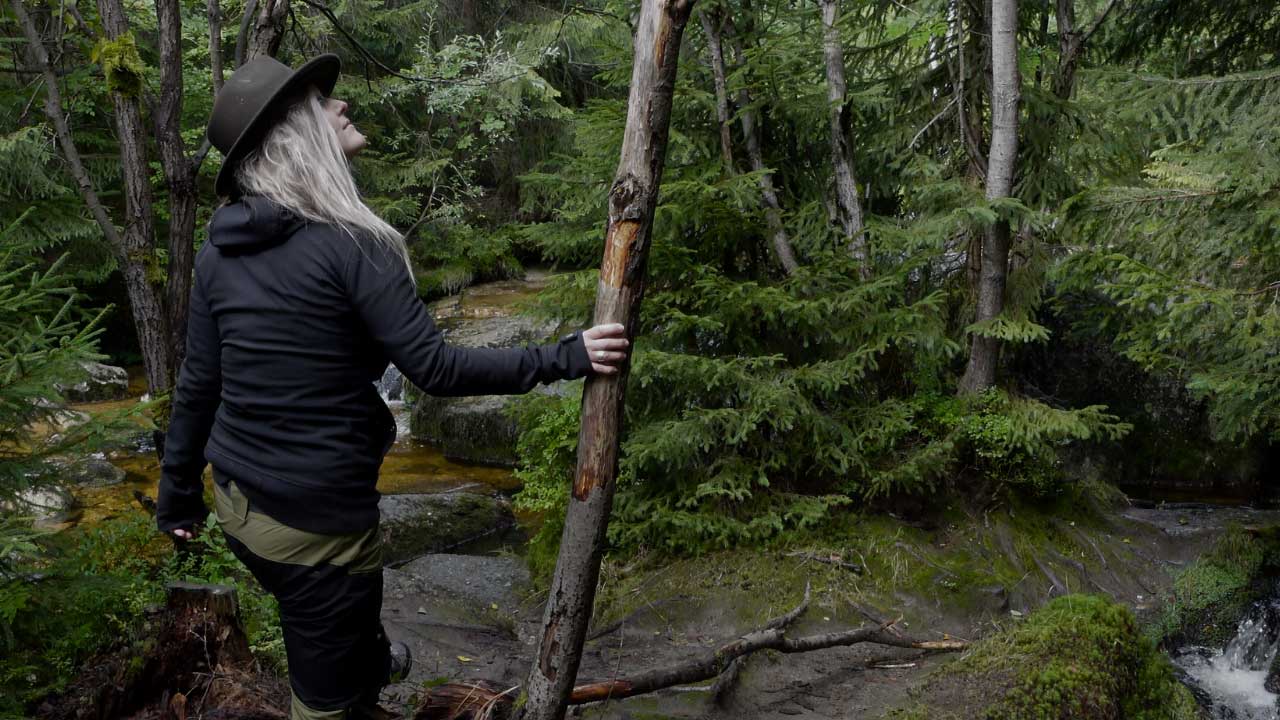 Episodes - Alchemy of the Forest